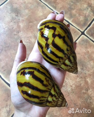 Ахатина тигр