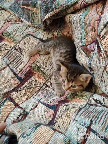 Отдам в хорошие руки тигрёнка