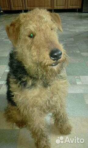 Вельштерьер для вязки