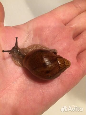 Ахатина ахатина тигр