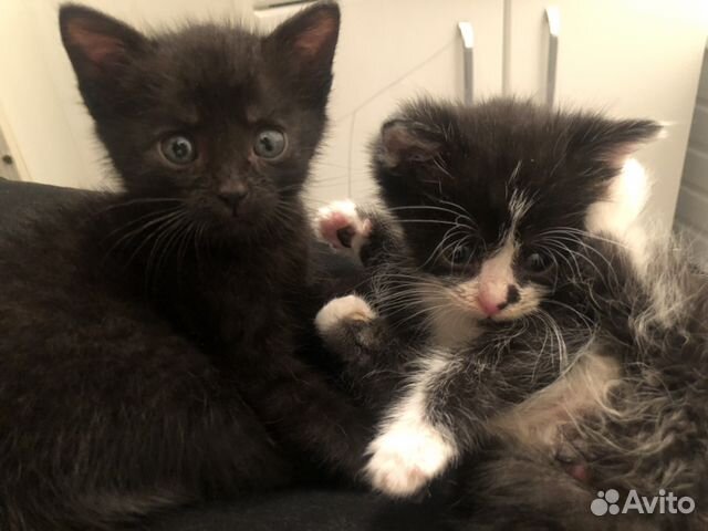 Котята ищут дом