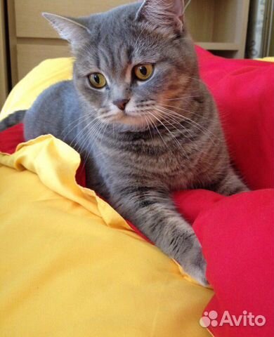 Красивая кошка Буся