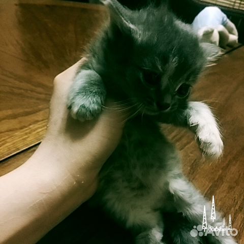 Милые котята