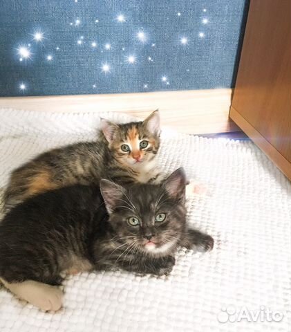 Котята, 1,5 месяца