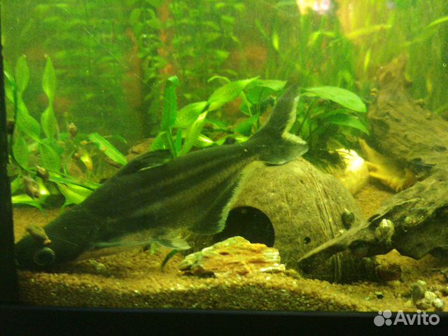 Пангасиус сом 15 см