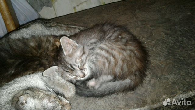 Котята 3.5 недели