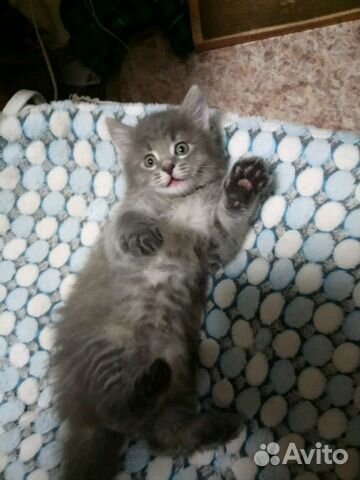 Котик - пушистик