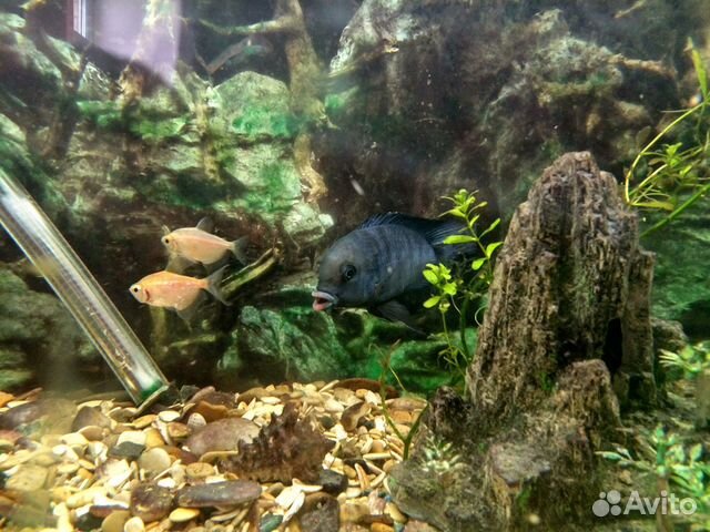 Аквариумная рыбка дельфин