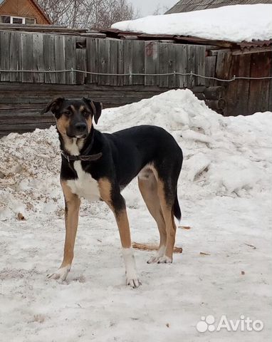 Джек в поисках семьи