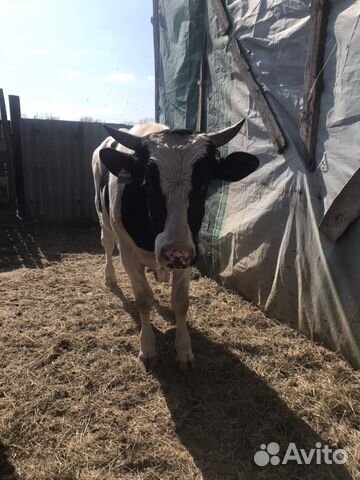 Продам чистокровного,племенного быка и двух коров