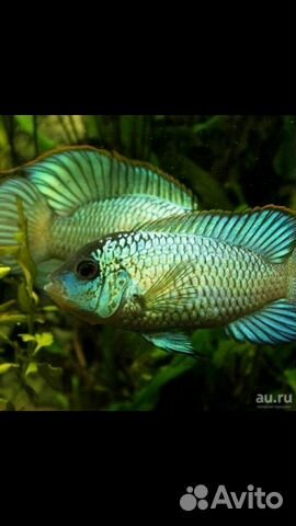 Мальки неоновая нанокара