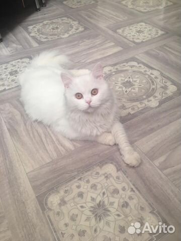 Отдадим милого, пушистого кота в добрые руки
