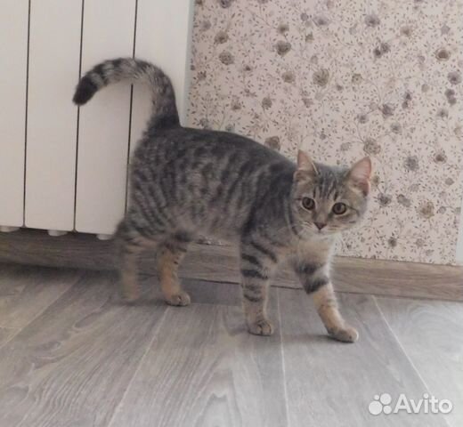 Отдам кошку-подростка в добрые руки