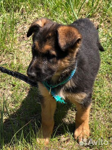 Щенок метис овчарки
