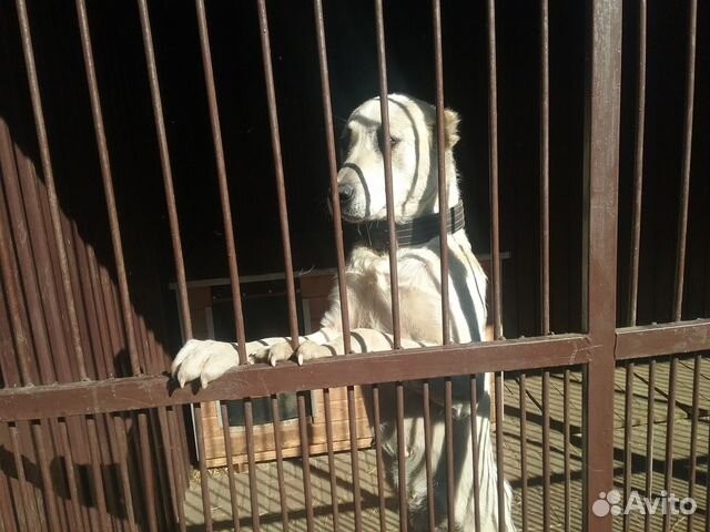 Алабайка в добрые руки