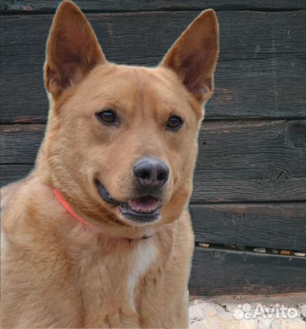 Ронни в добрые руки