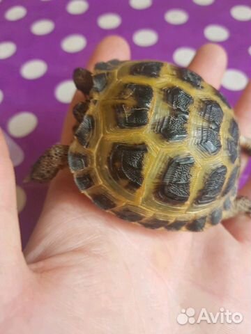 Черепаха в добрые руку