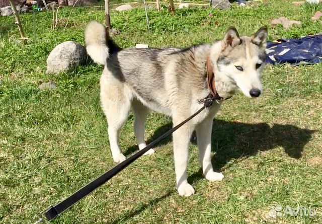 Хаски девочка бесплатно в добрые руки