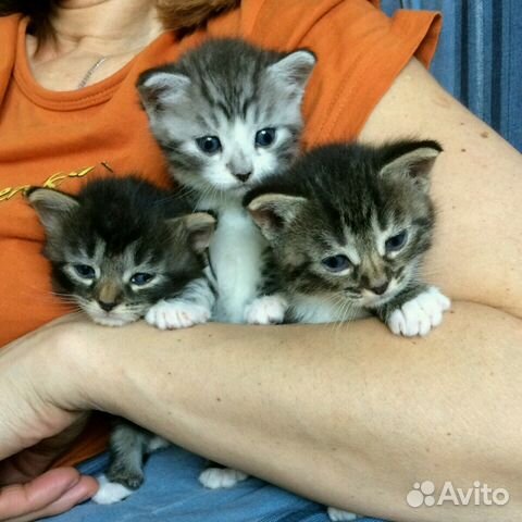 Букет котят