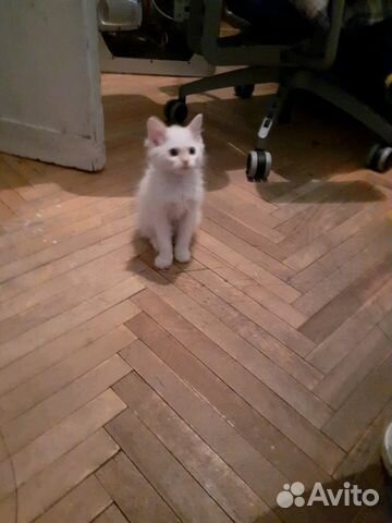 Кошка майкун