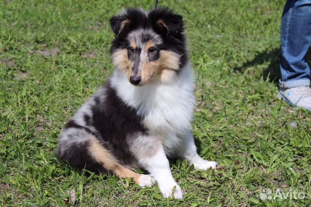 Щенки колли