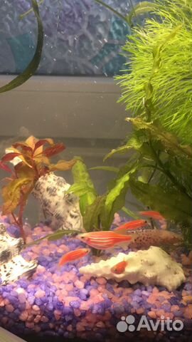 Самка Данио glo