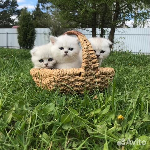 Котята серебристой шиншиллы