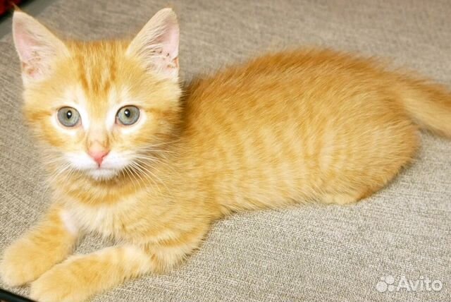 Отдам котенка