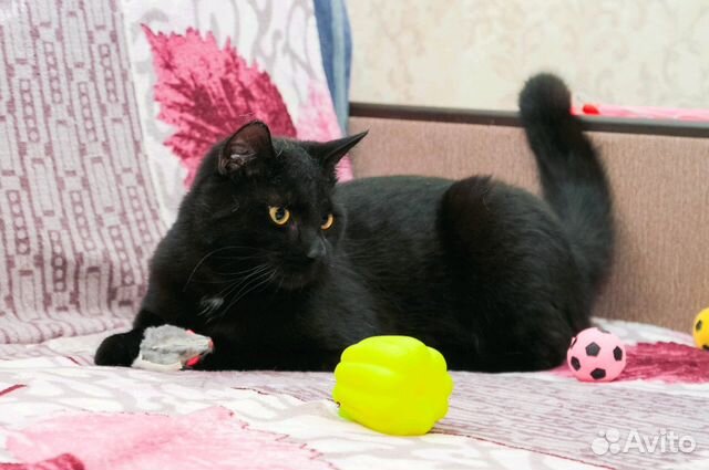Котик Максик ищет дом
