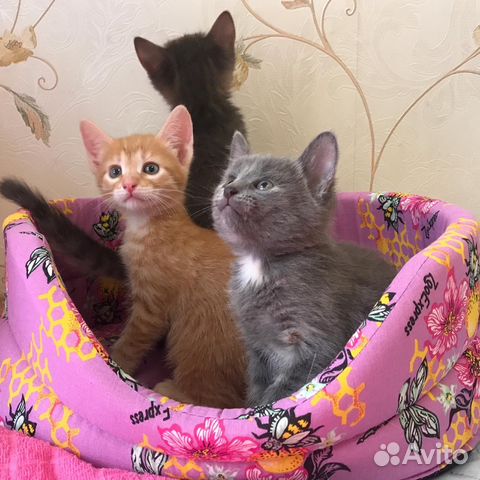 Котятки-ребятки