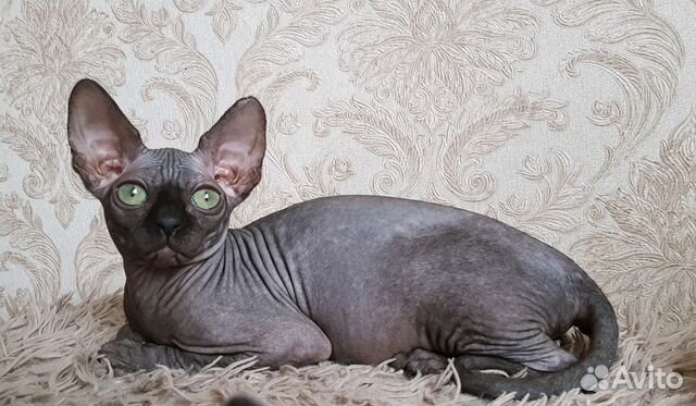 Зеленоглазое чудо