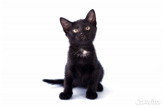 Котята-полубританчики. В дар. 3 мес