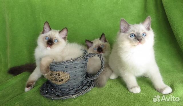 Котята Рэгдолл