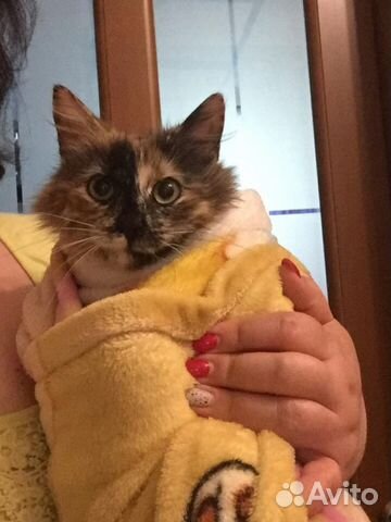 Кошечка Нюша ищет дом