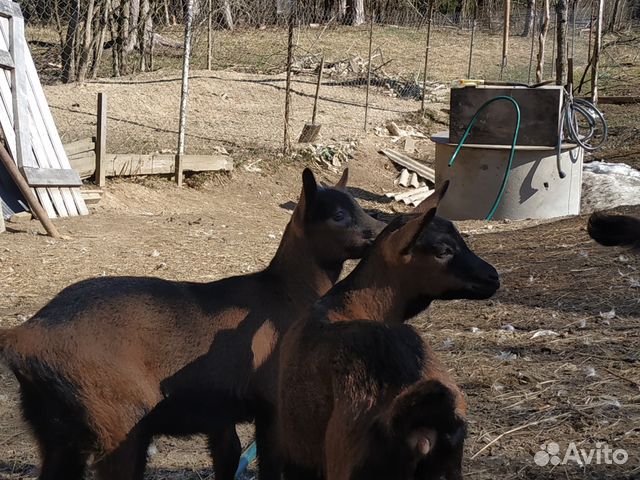 Породистые козы