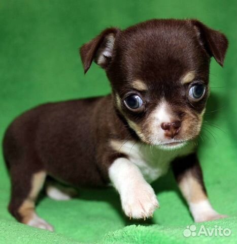 Чихуахуа большой выбор шоколадок