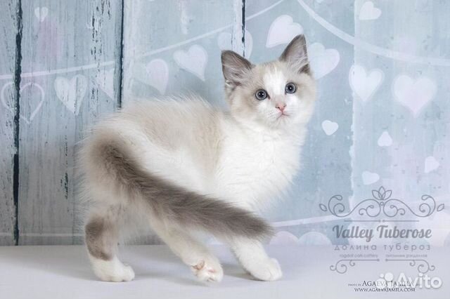 Котёнок регдол