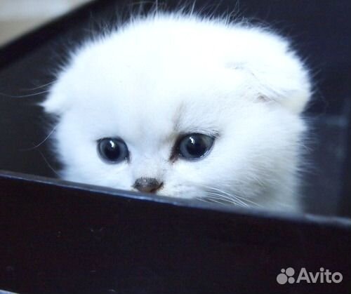 Чудо котик белоснежный вислоушка 2 мес
