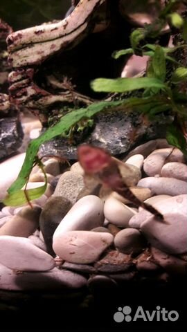 Сомики прилипалы