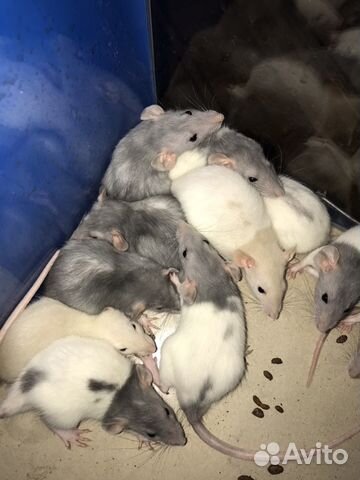 Крысята