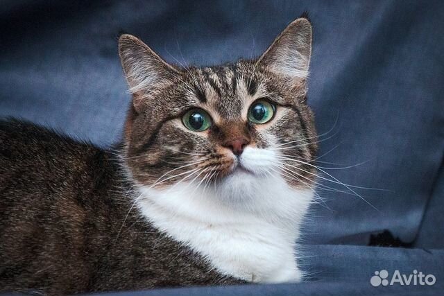 Трехцветная ласковая кошечка ищет дом
