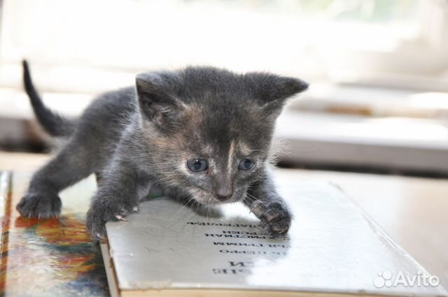 Потрясающая девчуля в дар