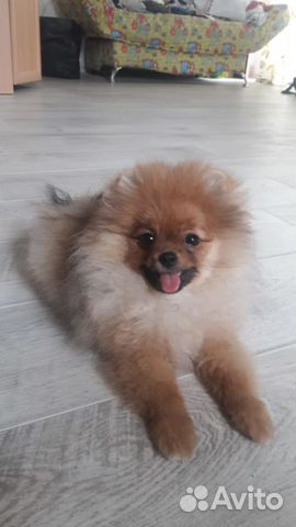 Шикарная девочка померанского шпица