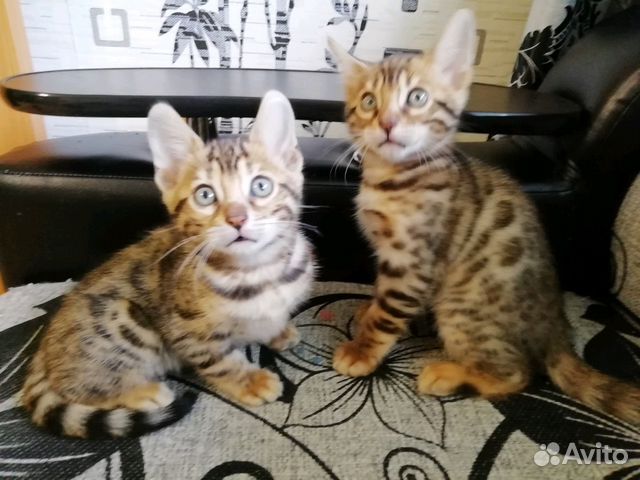 Бенгальские котята