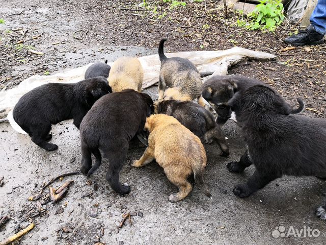 Щенки