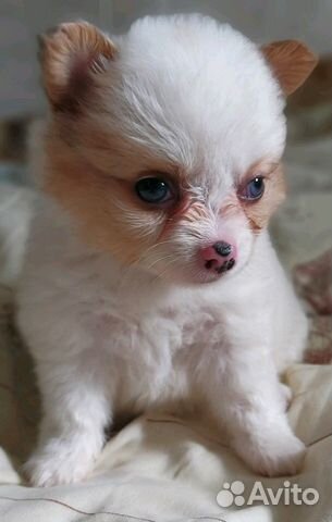 Метис чиха и шпица