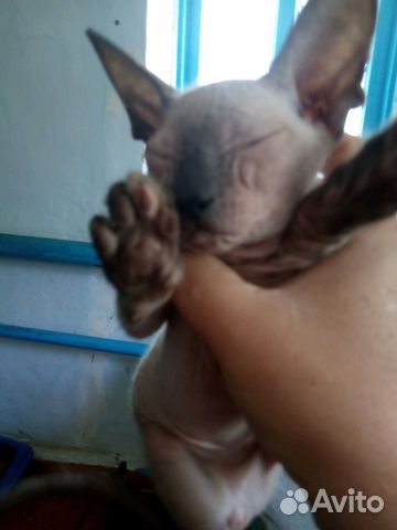 Донской сфинкс