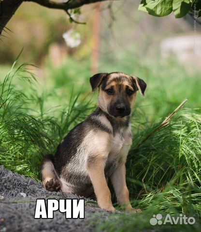 Мини щенок Арчи в добрые руки