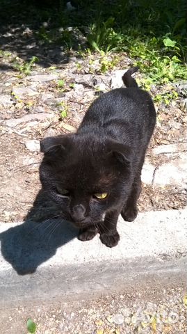 Найден кот шотландской породы, вислоухий