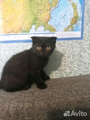 Щотландские котята